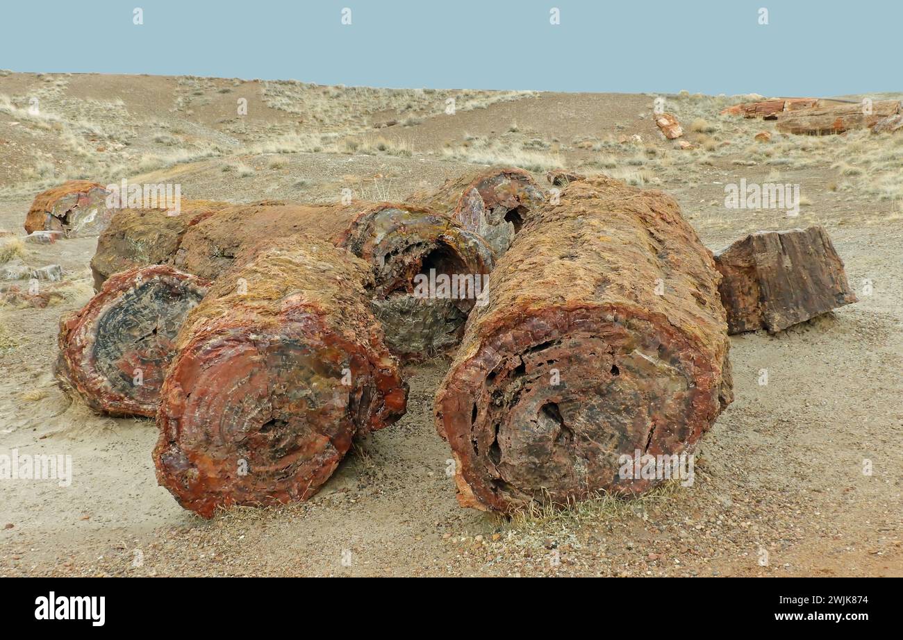group of ancient, colorful petrified logs along the crystal forest ...