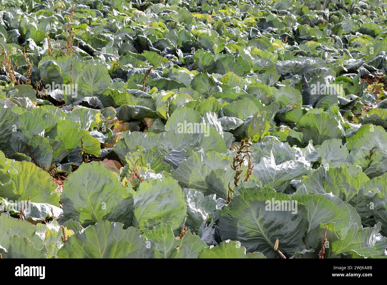 Cabbage field ready for harvest Stock Photo - Alamy