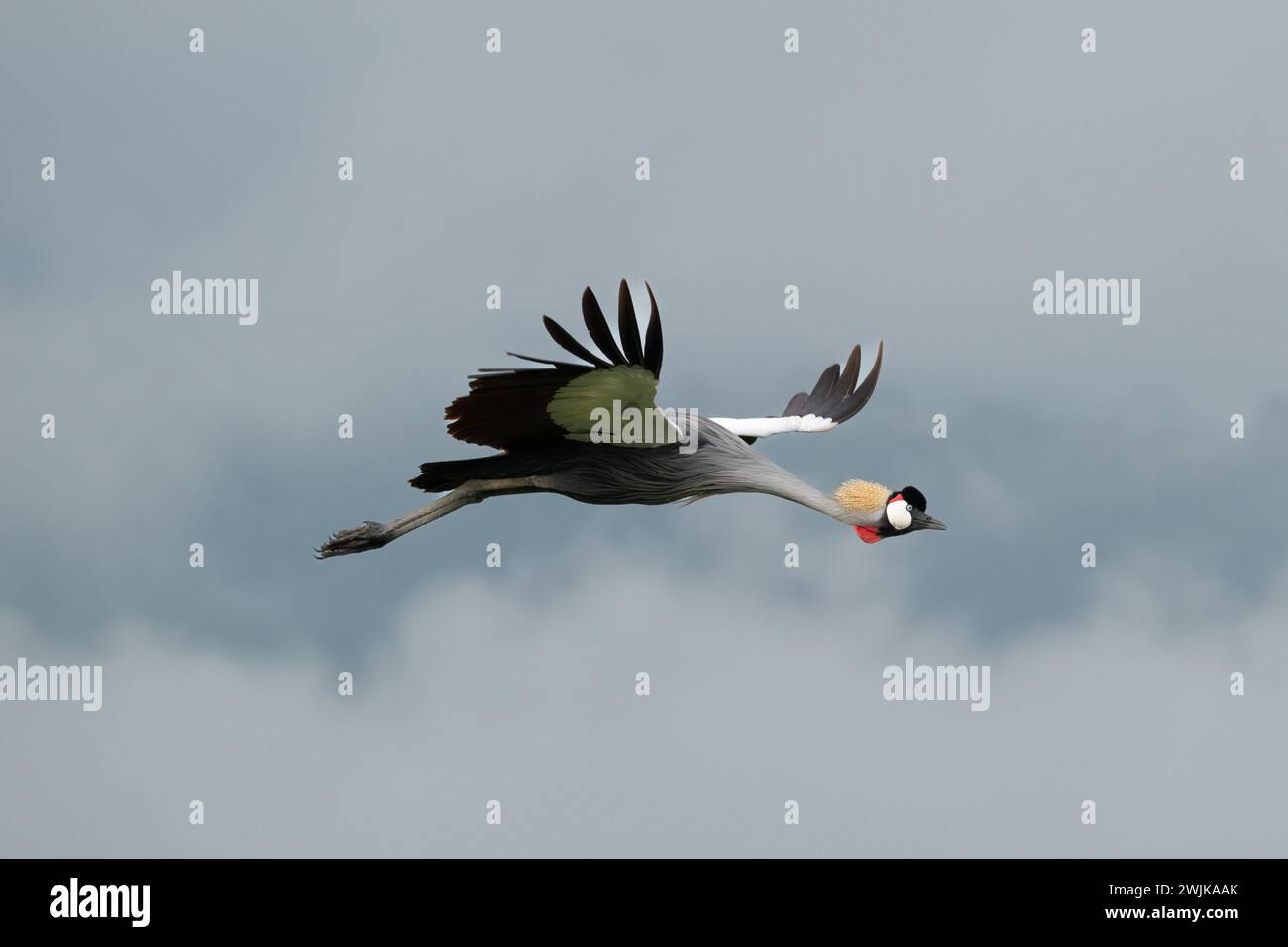 Stork soaring with open beak against grey sky Stock Photo - Alamy