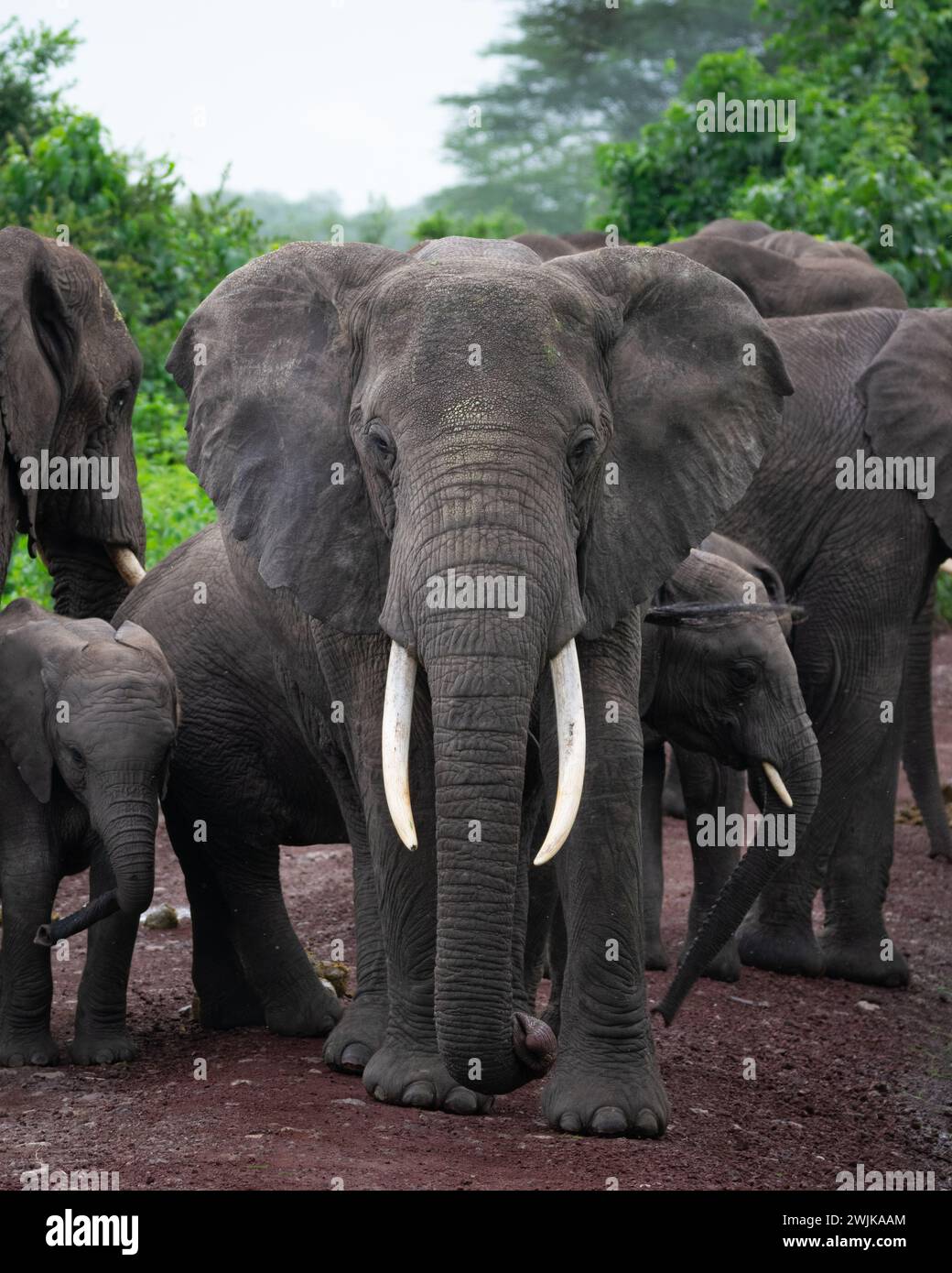Elephants group hi-res stock photography and images - Alamy