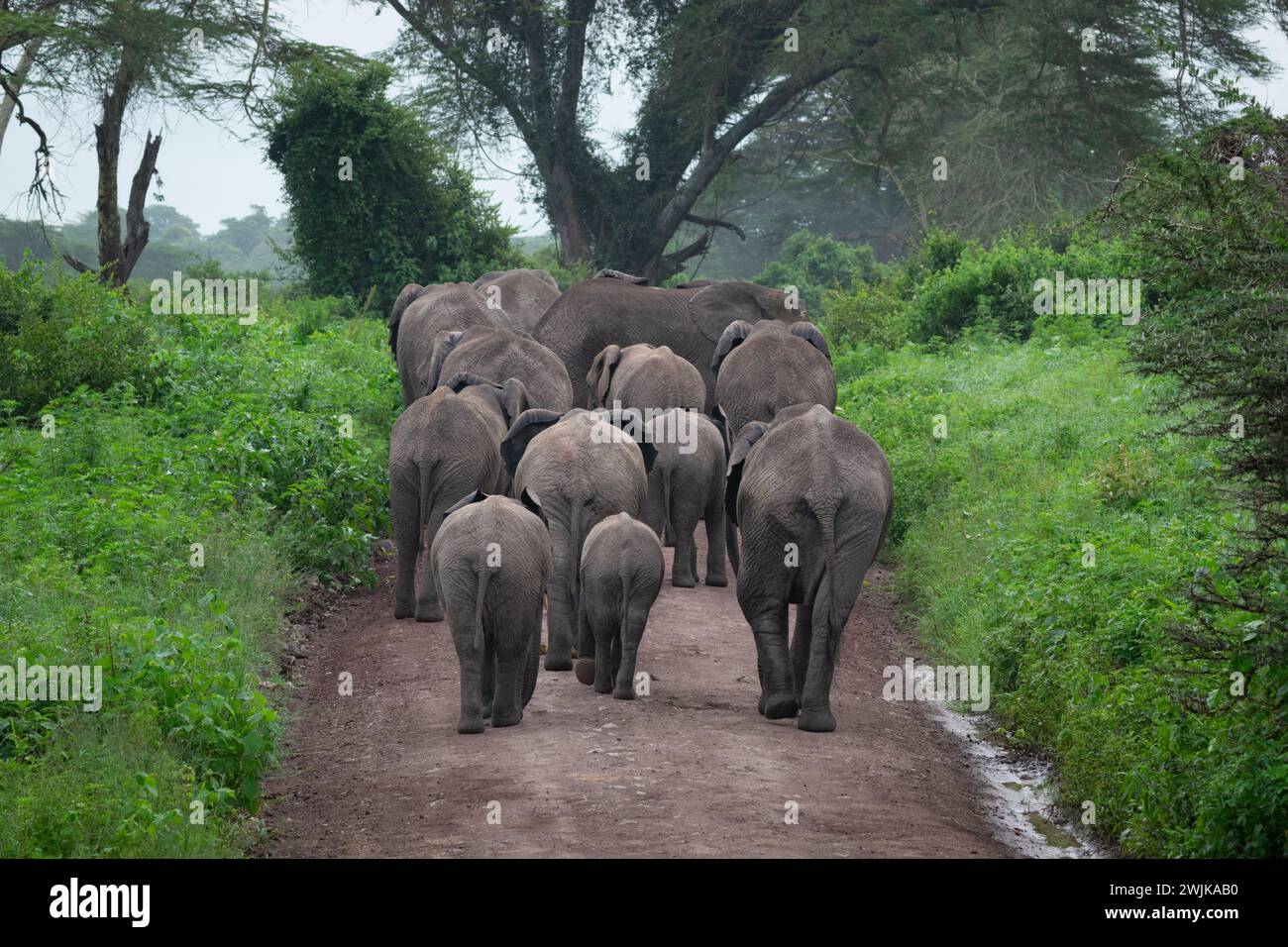 Group of elephants walking on grassy path Stock Photo - Alamy