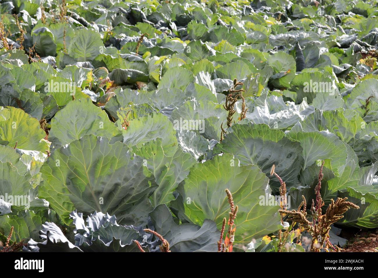 Cabbage field ready for harvest Stock Photo - Alamy