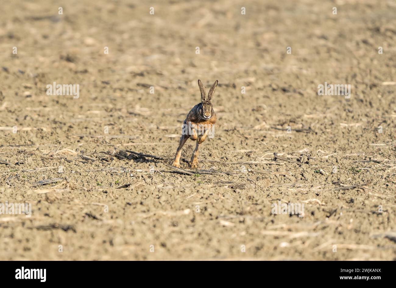 Leaping rabbit hi-res stock photography and images - Alamy