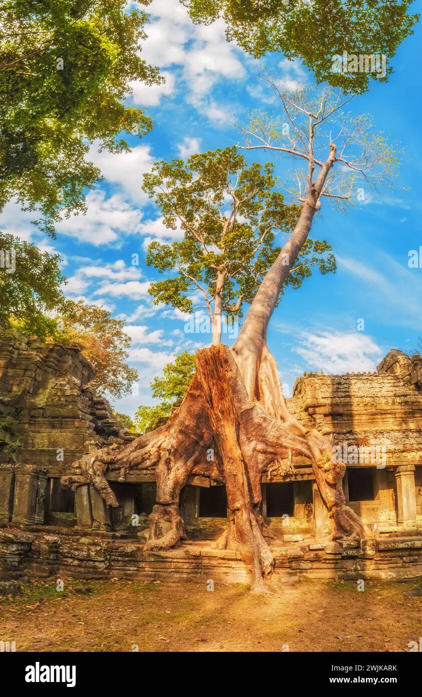 Trees growing around ruins at the ancient Preah Khan temple, near ...