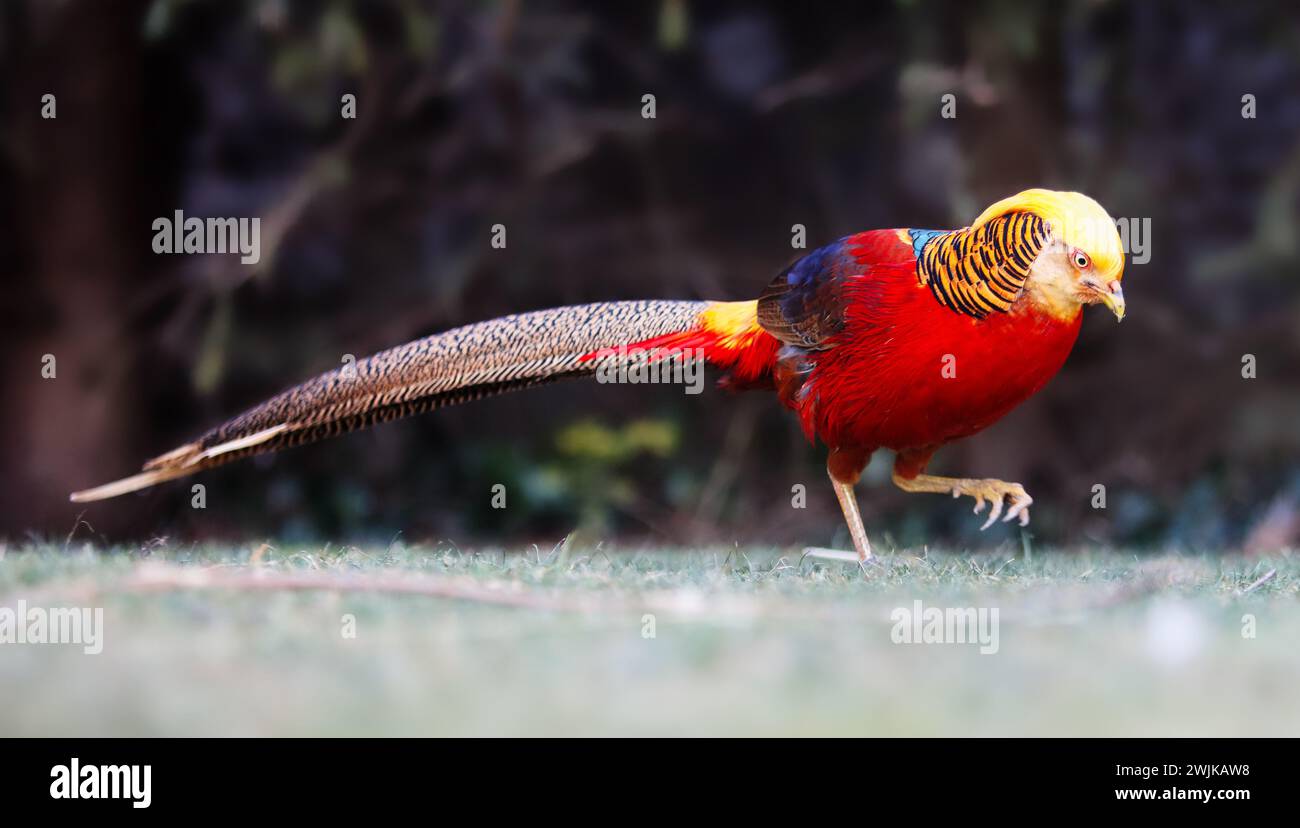 Golden Pheasant. China's unique ornamental bird. Chinese pheasant ...