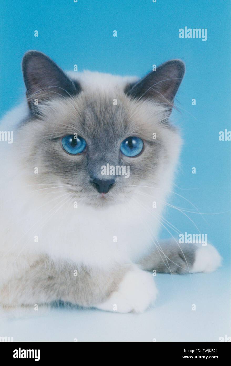 A Cute Intense Look from a Blue Point Birman Young Adult Headshot on ...