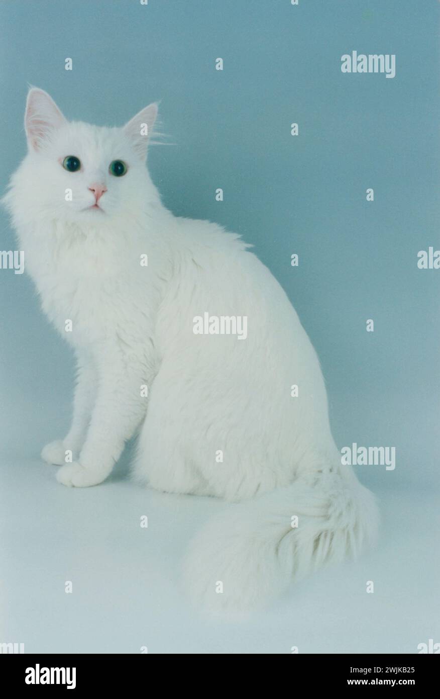Turkish Angora White Stock Photo - Alamy