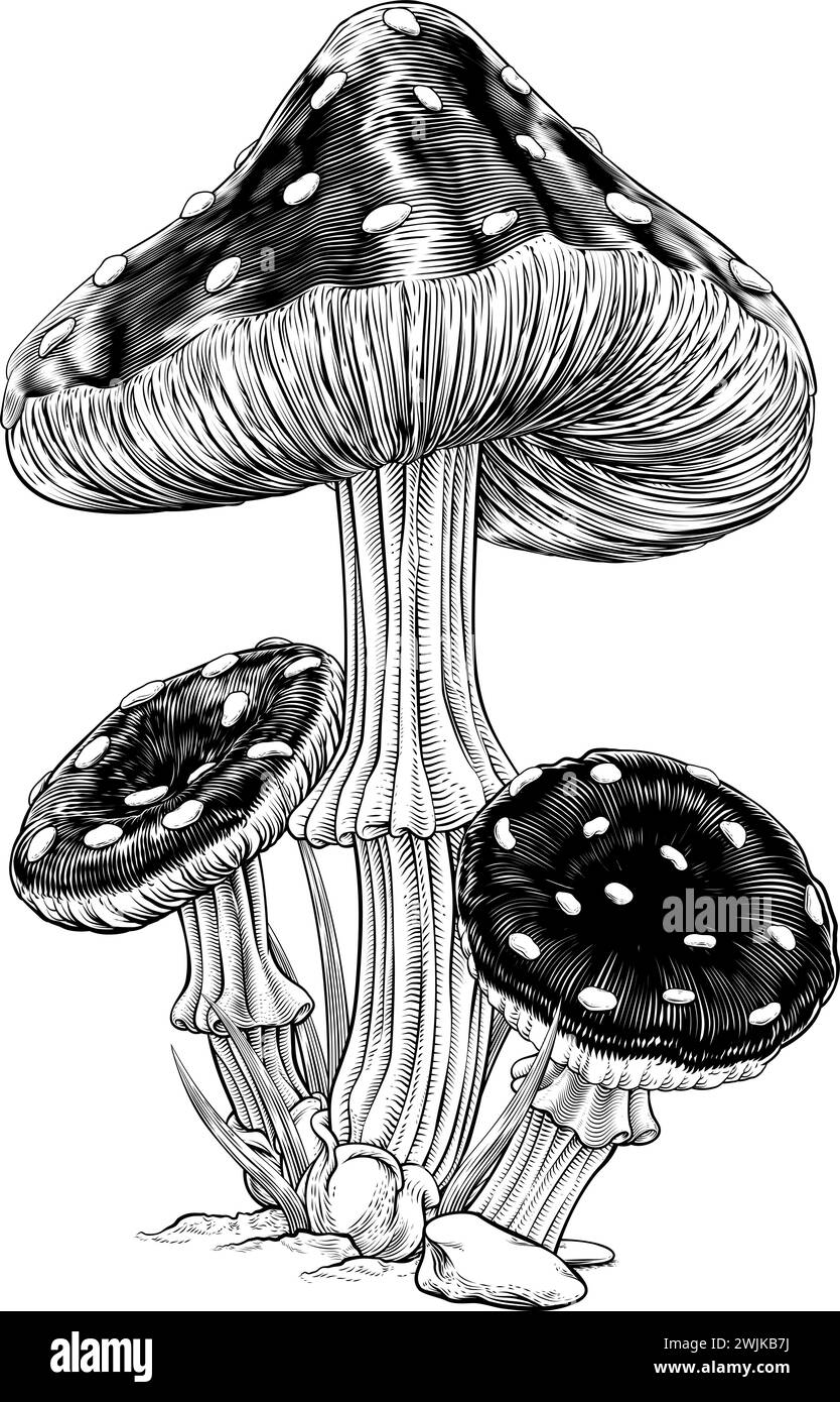 Mushrooms Toadstools Vintage Engraved Woodcut Stock Vector Image And Art