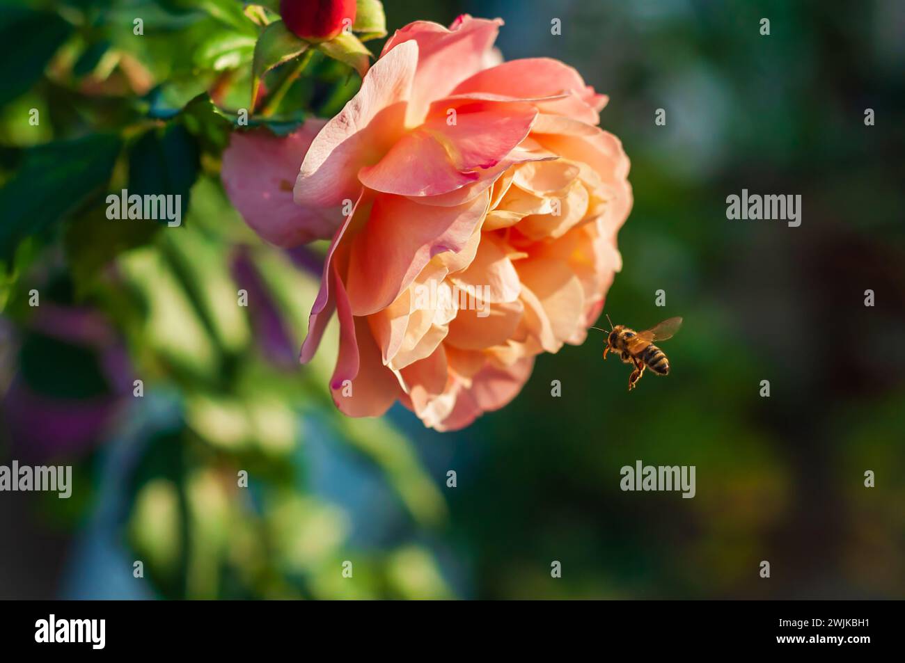 Pink Rose With Bee Stock Photo - Alamy