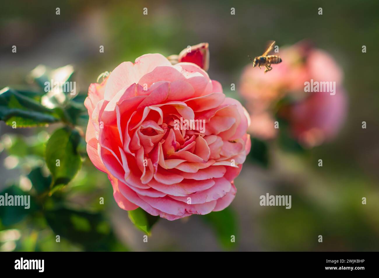 Rose bee hi-res stock photography and images - Alamy