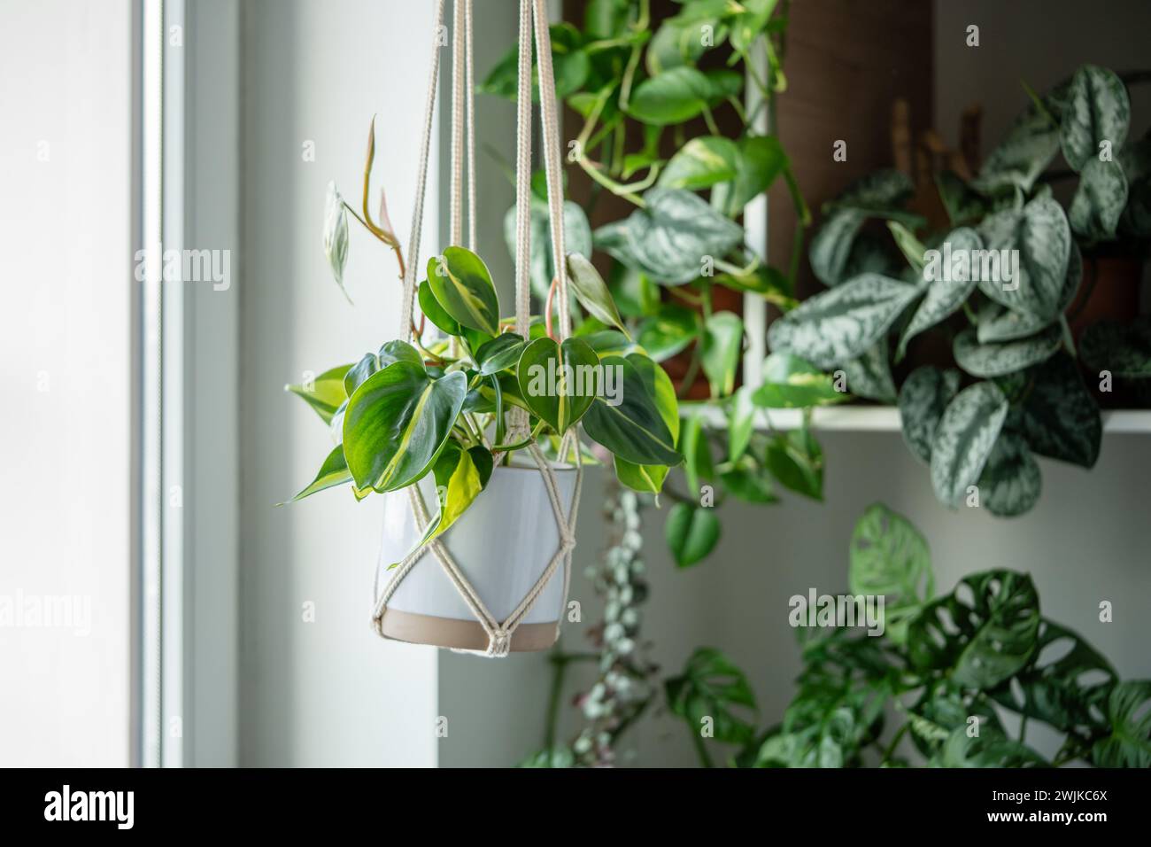 Plant Philodendron Brasil in ceramic pot hanging from cotton macrame ...
