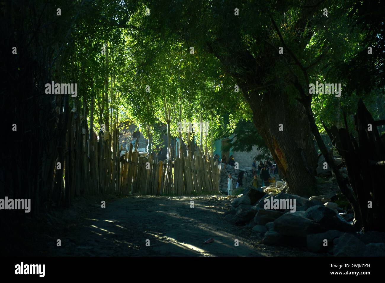 Forest Trees Shadow Stock Photo - Alamy