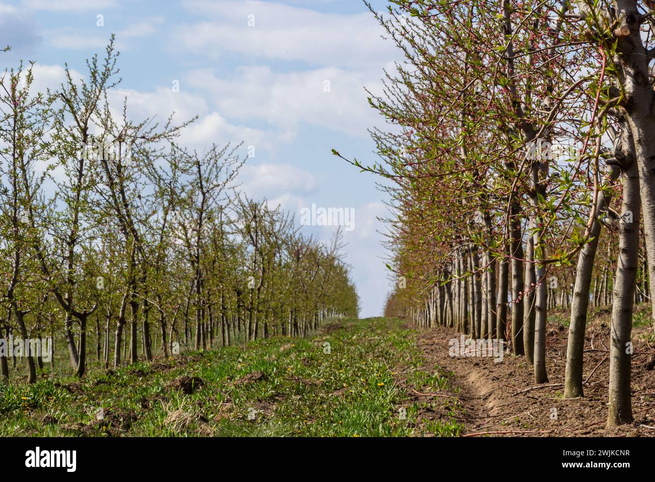 Different crops hi-res stock photography and images - Alamy