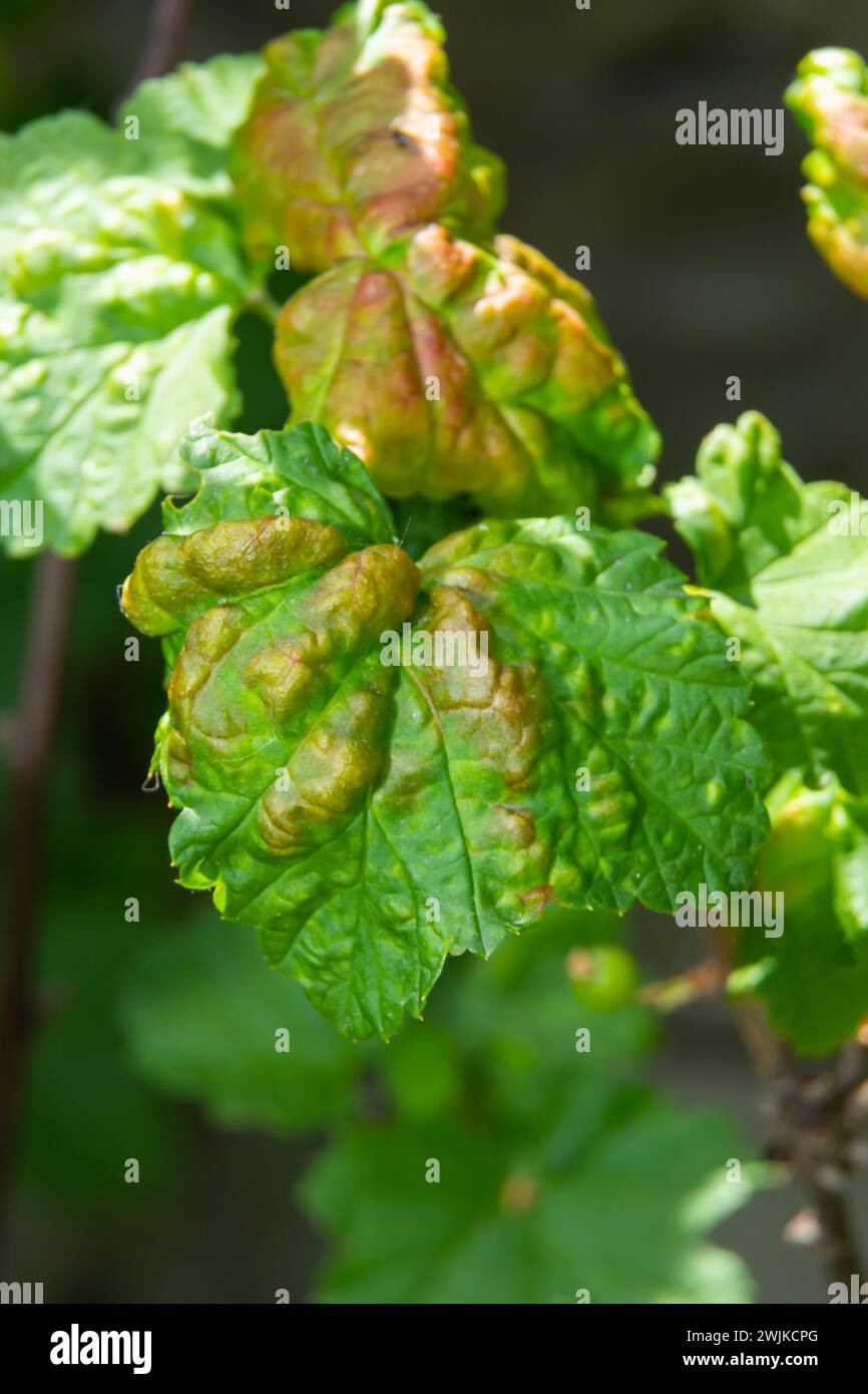 Aphids curled foliage, close up Leaf curled on cherry tree, Prunus sp ...