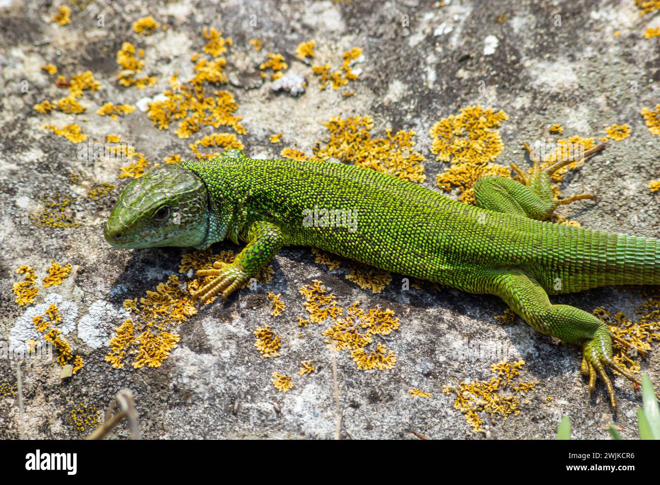 Lacerta viridis, Green and blue lizard with ticks, macro photo of a ...