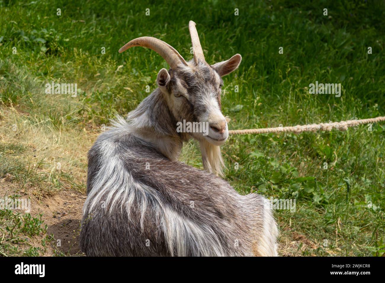 Grey goat portrait on grass background. Horned goat grazing on a green ...