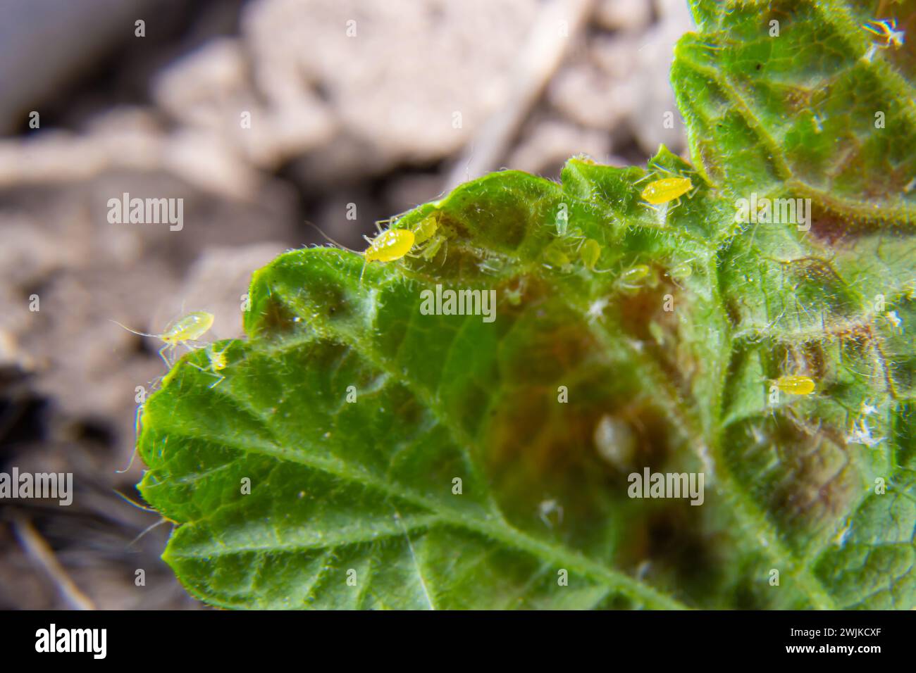 Branch of fruit tree with wrinkled leaves affected by black aphid ...