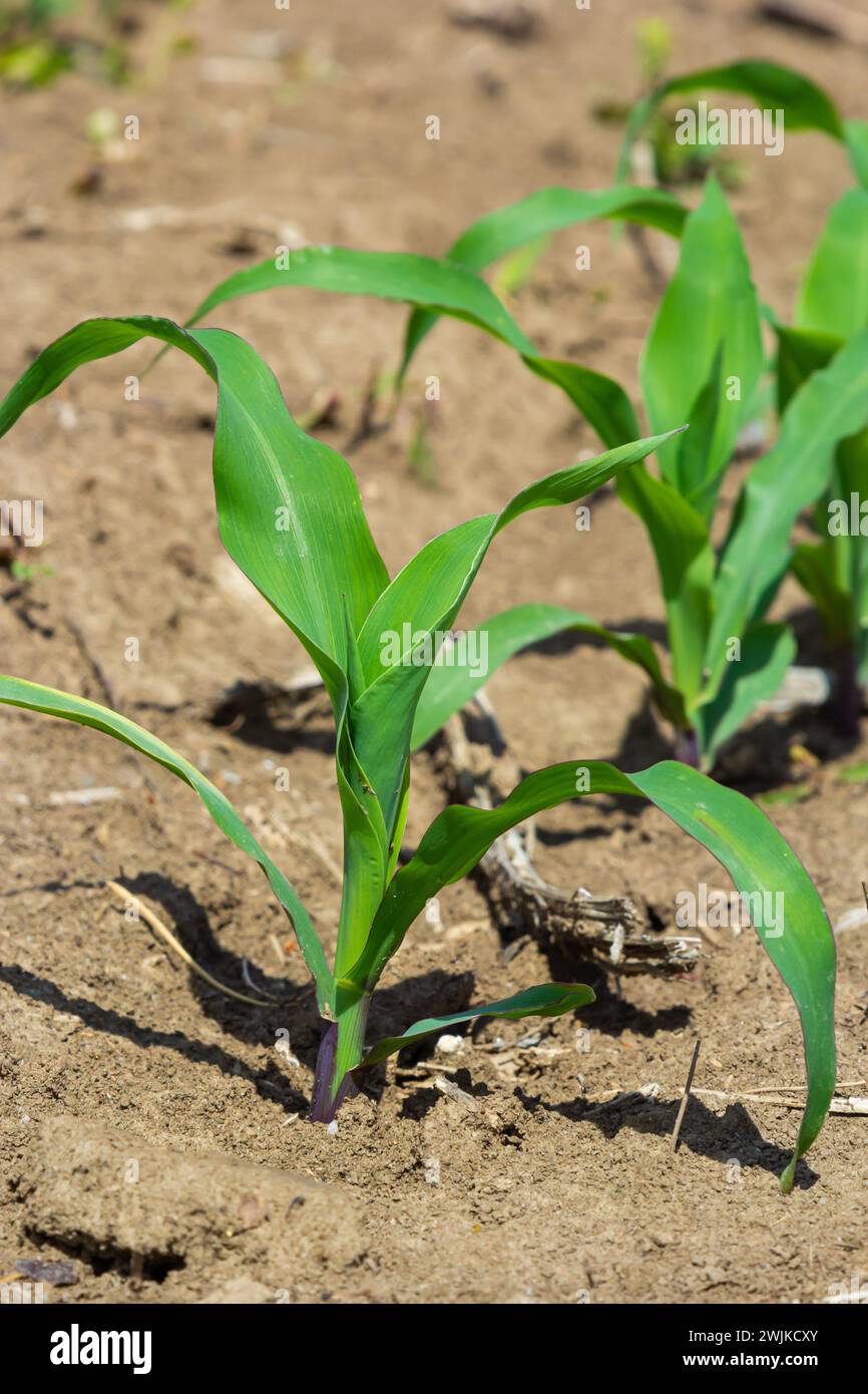 close up of a healthy young cornstalk in a cornfield with soil dry and ...