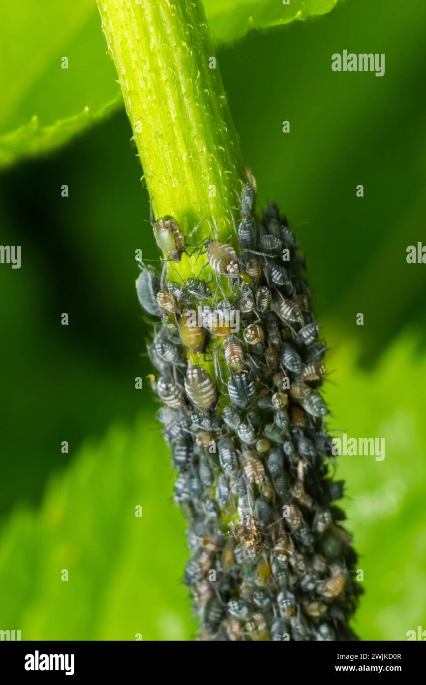 Branch of fruit tree with wrinkled leaves affected by black aphid ...