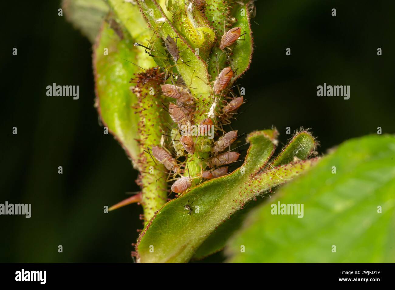 Aphid life cycle hi-res stock photography and images - Alamy