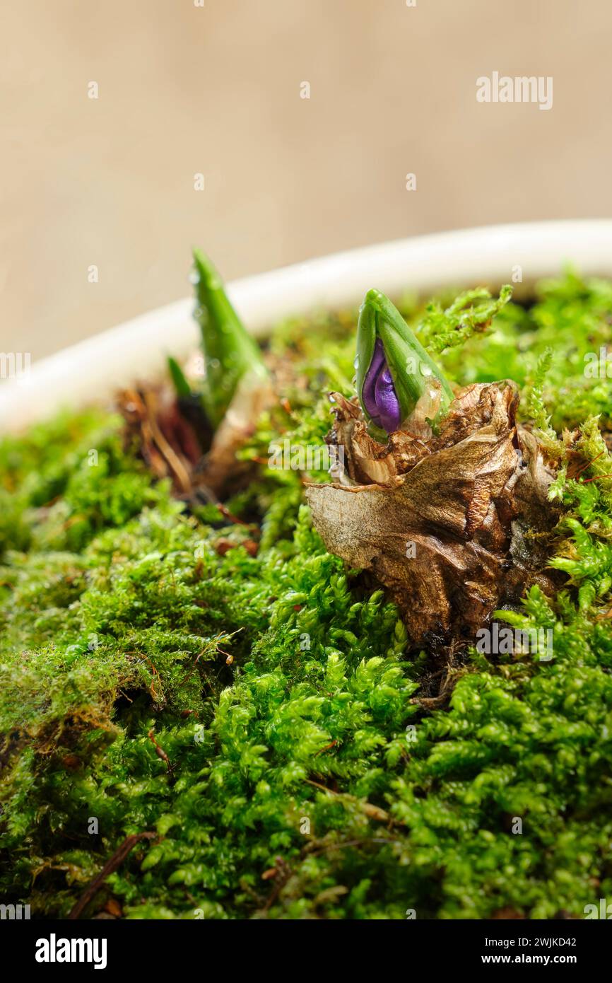 How to grow water hyacinth hi-res stock photography and images - Alamy
