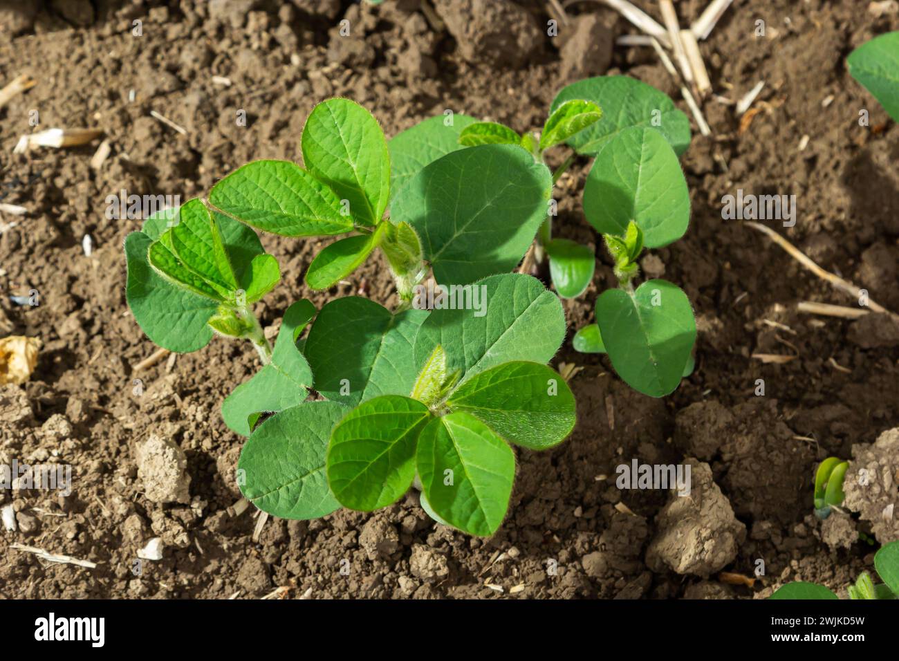 Green cultivated soybean plants in hi-res stock photography and images ...