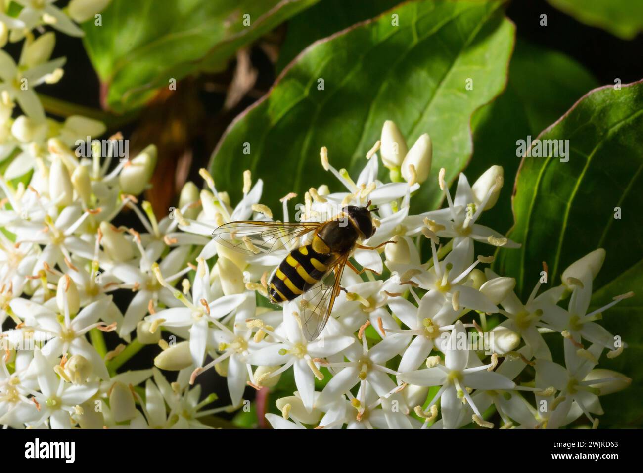 A macro shot of a female hoverfly, Syrphus species, seen in August ...