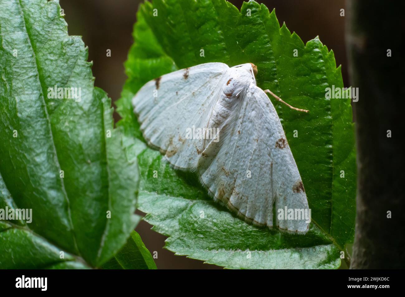 Lomographa temerata, the clouded silver, is a moth of the family ...