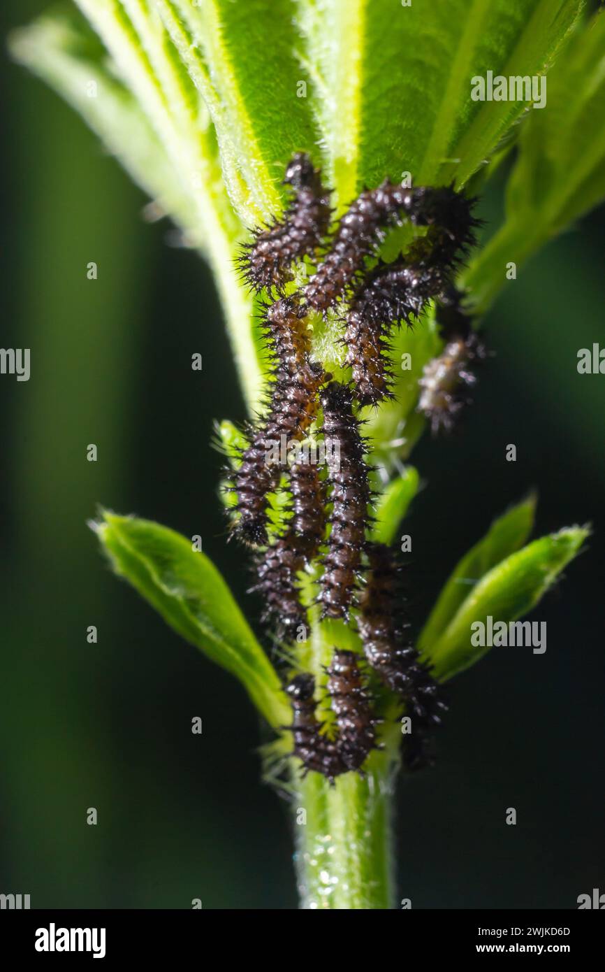 Buck moth hemileuca maia caterpillar hi-res stock photography and ... Buck moth hemileuca maia caterpillar hi-res stock photography and ...