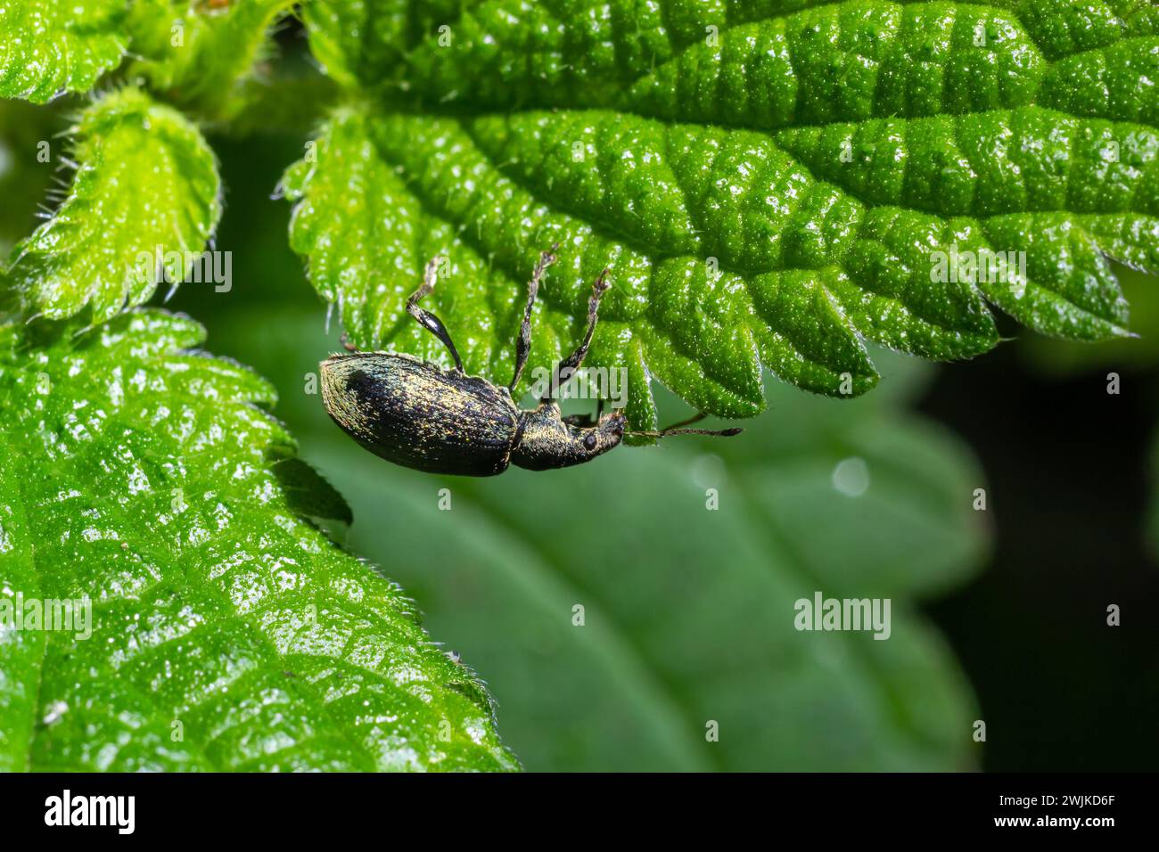 Phyllobius argentatus is a species of short nosed weevil commonly known ...