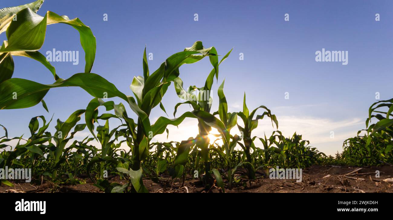 close up of a healthy young cornstalk in a cornfield with soil dry and ...