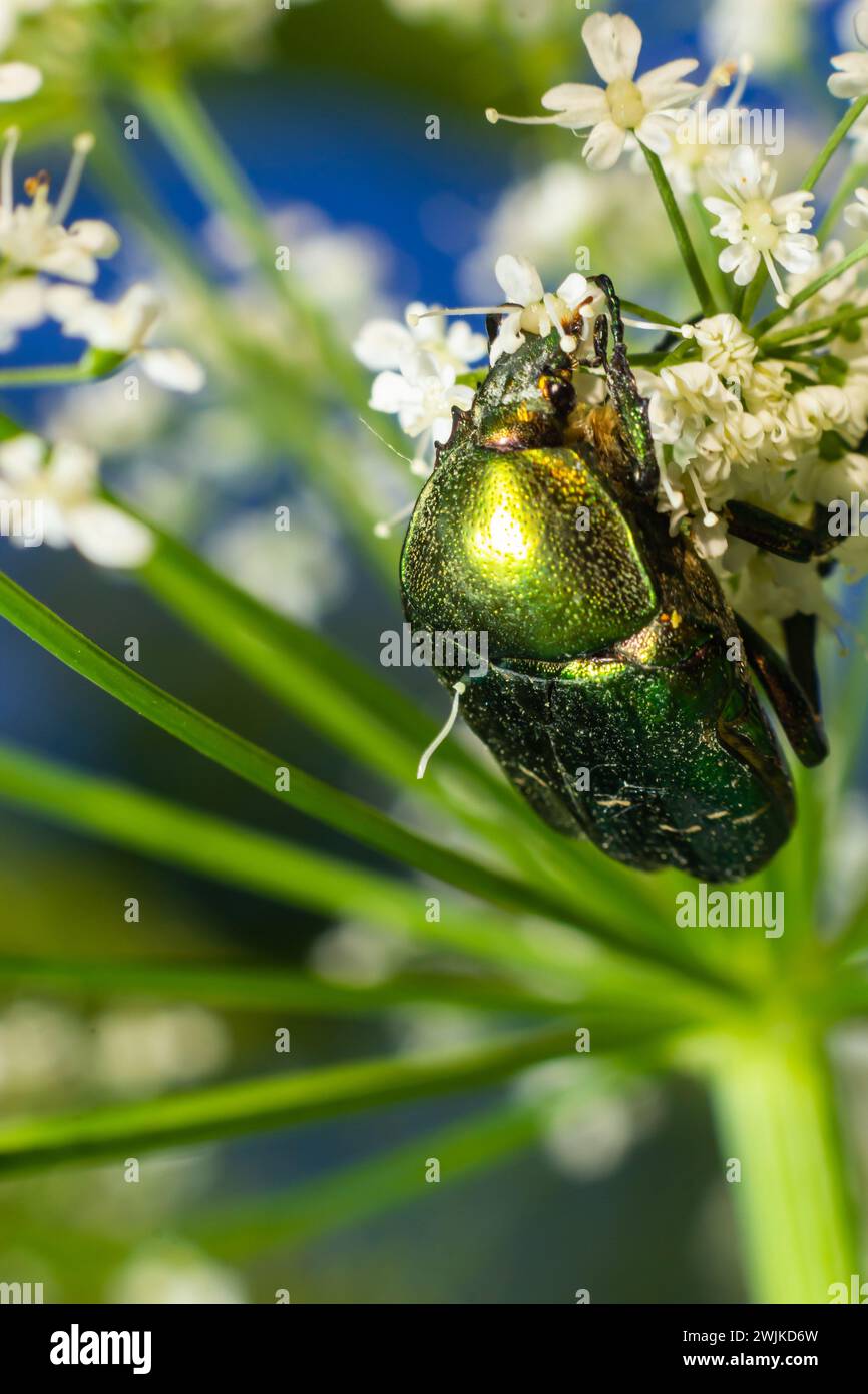 Copper beetle hi-res stock photography and images - Alamy