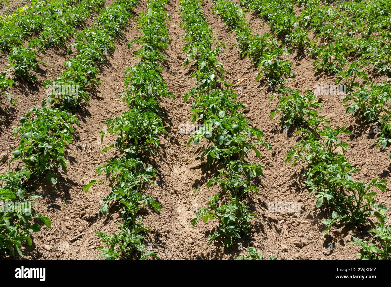 Potato, Solanum tuberosum, plantation. Crop planted at agriculture ...