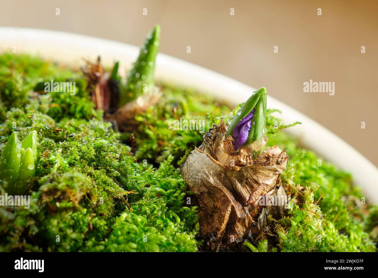 How to grow water hyacinth hi-res stock photography and images - Alamy