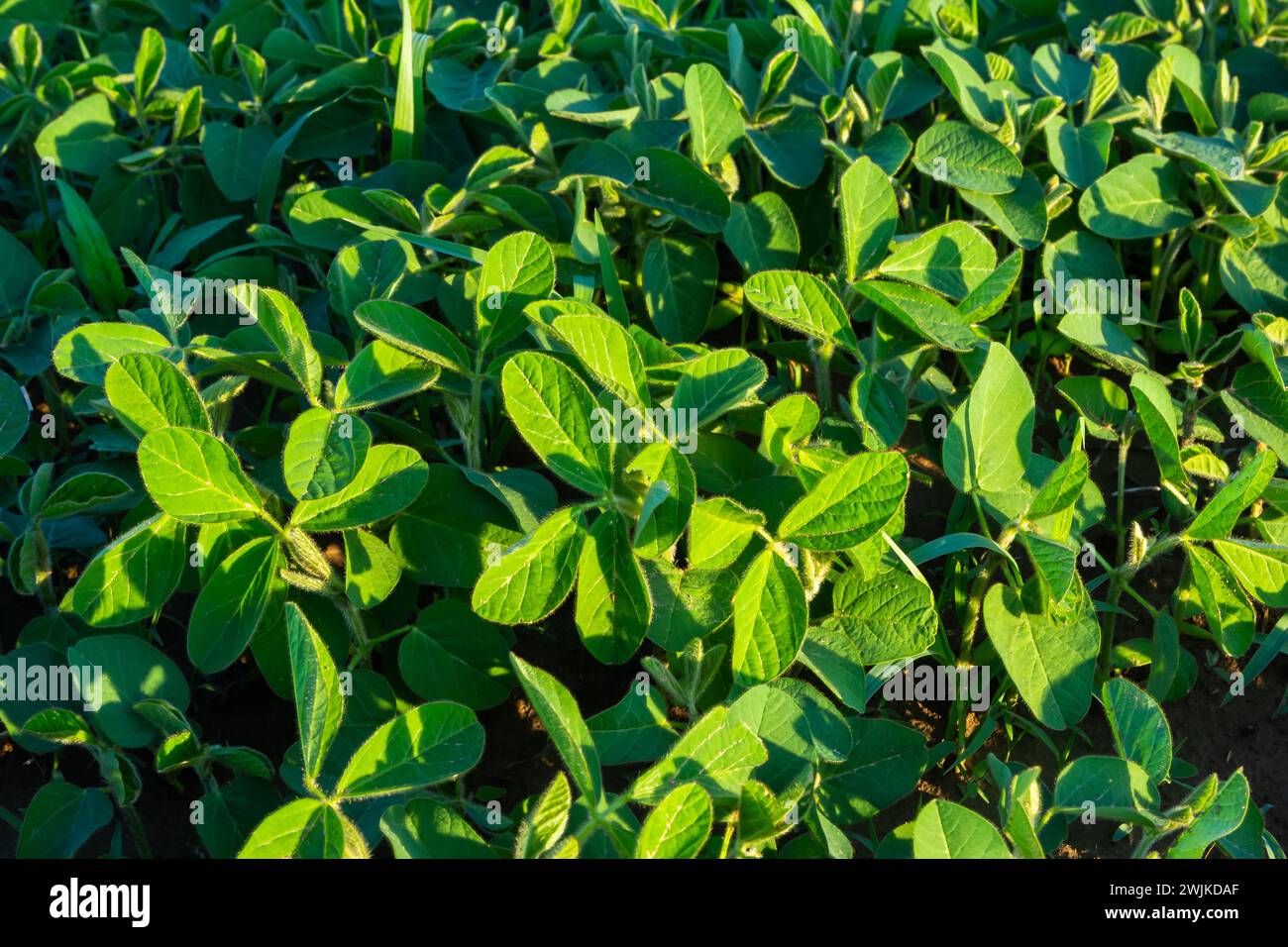 Agricultural soy plantation on sunny day - Green growing soybeans plant ...