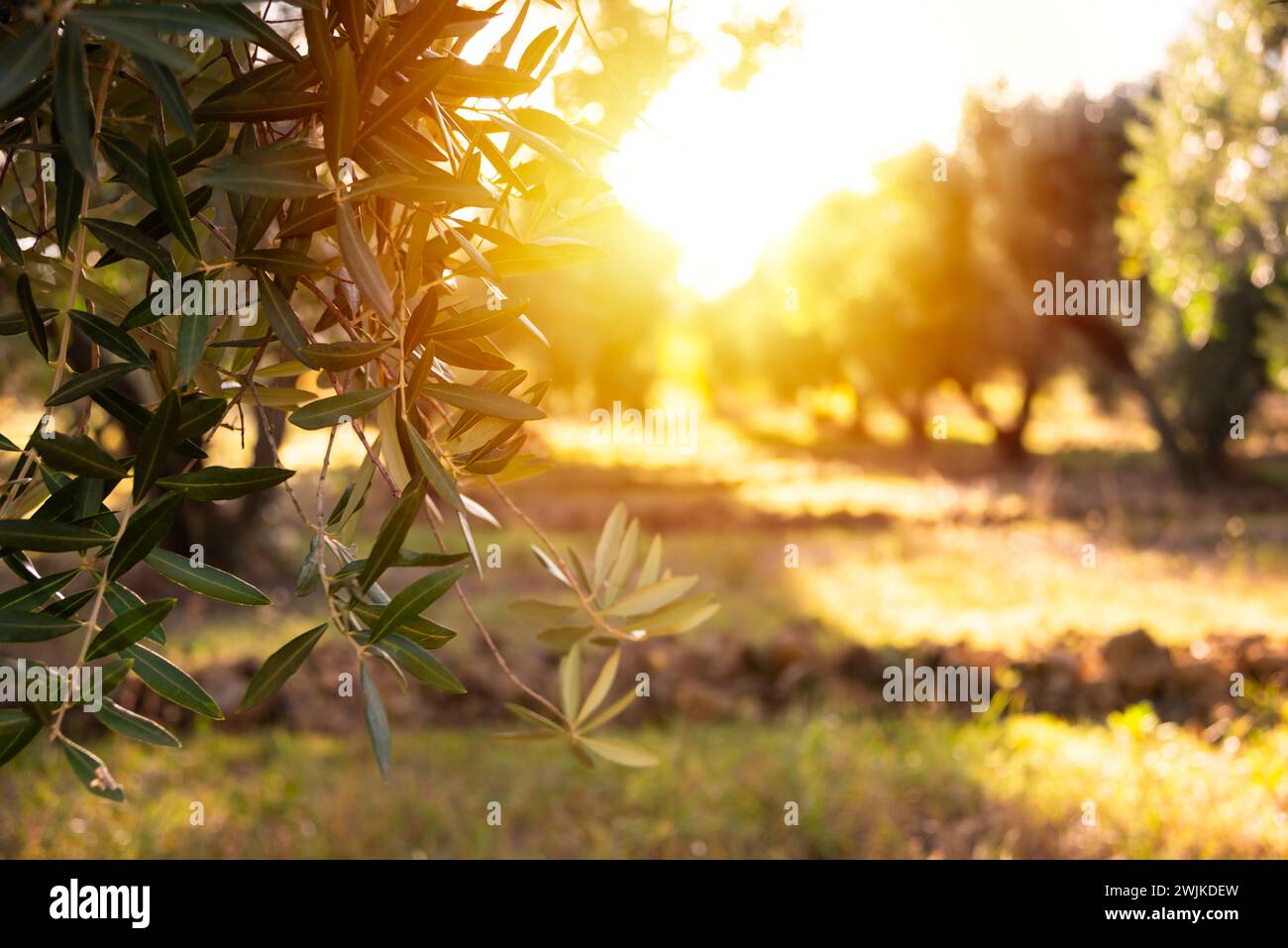 Olive tree branches lit by sun Stock Photo - Alamy