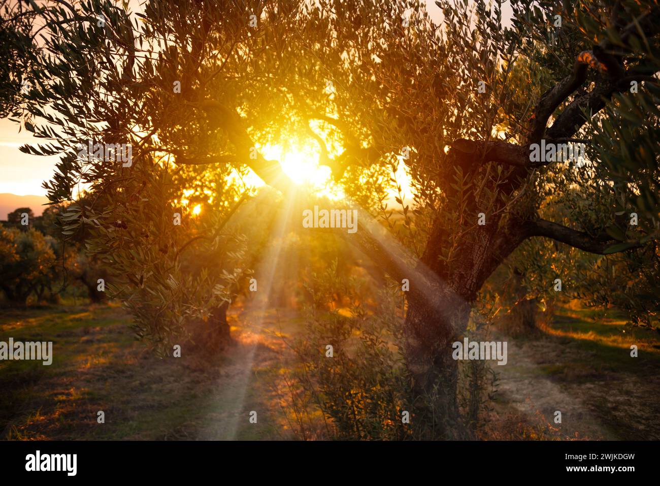 Olive tree branches lit by sun Stock Photo - Alamy
