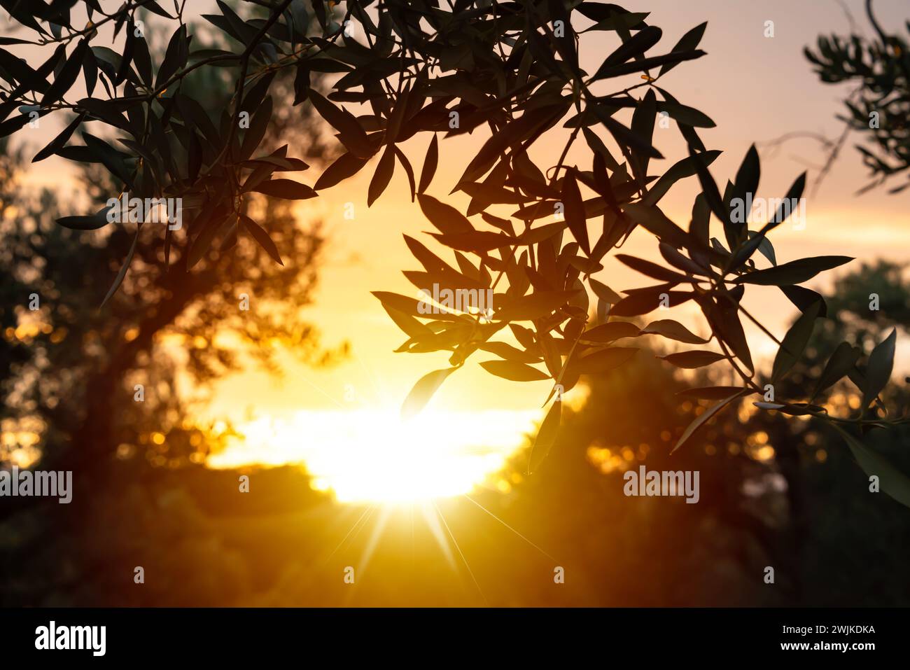 Olive tree branches lit by sun Stock Photo - Alamy