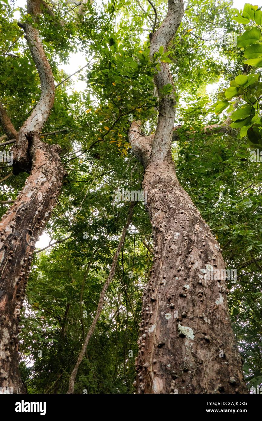 Trees growing in the forest at Arabuko Sokoke Forest in Malindi, Kenya ...