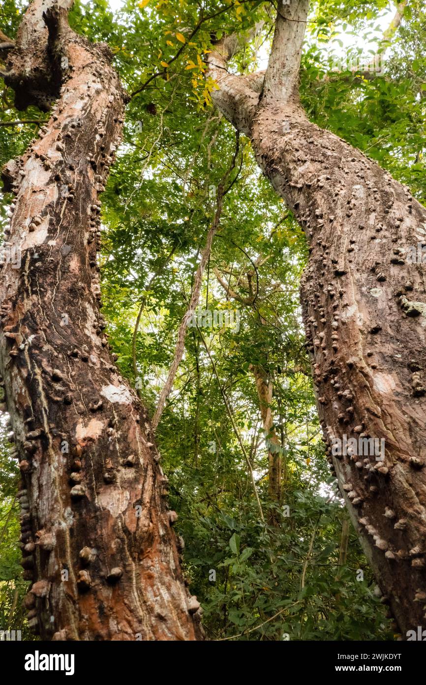 Trees growing in the forest at Arabuko Sokoke Forest in Malindi, Kenya ...