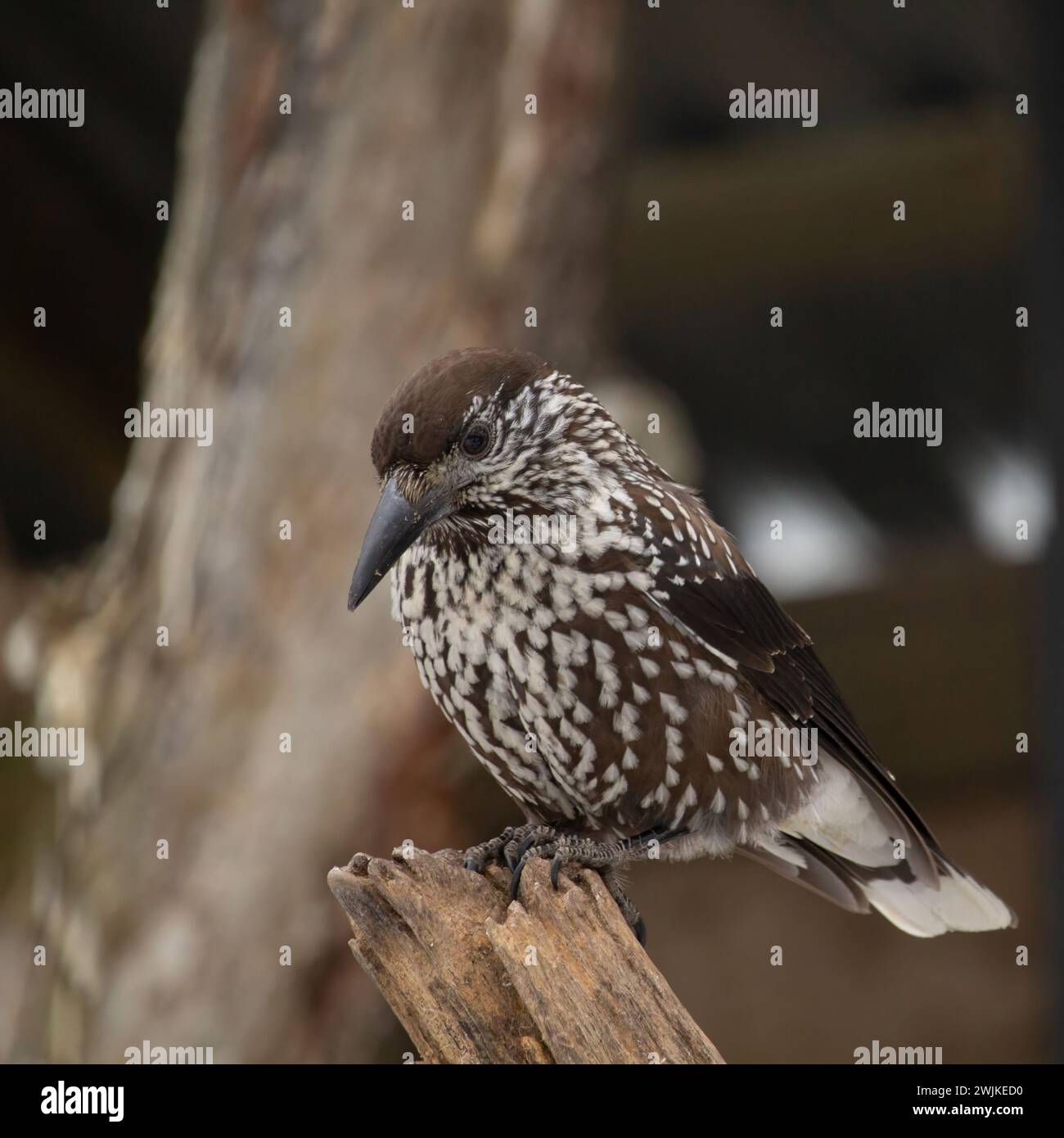 The bird the nut-cracker -Nucifraga caryocatactes macrorhyncho Stock ...