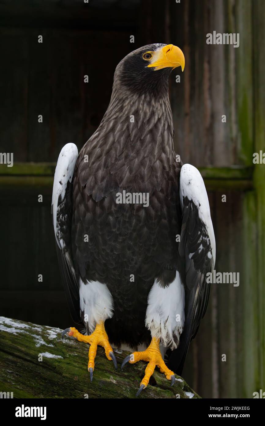 Adult Stellers sea eagle. Halyaetus pelagicus is the largest ...