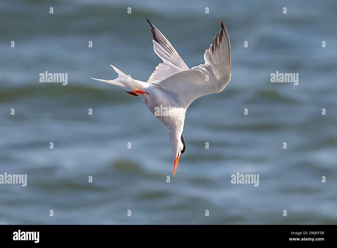 Arctic Tern, Heybridge Basin, Essex, UK Stock Photo - Alamy