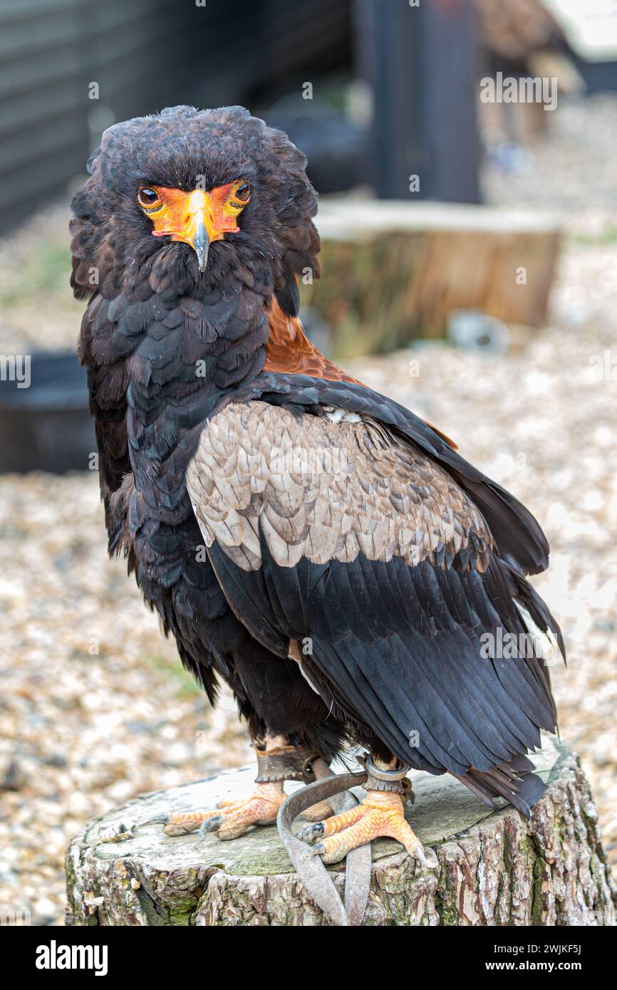 Bateleur Eagle, Demonstration, Birds of Prey centre, Herrings Green Farm, Wilstead, Bedford, UK ...