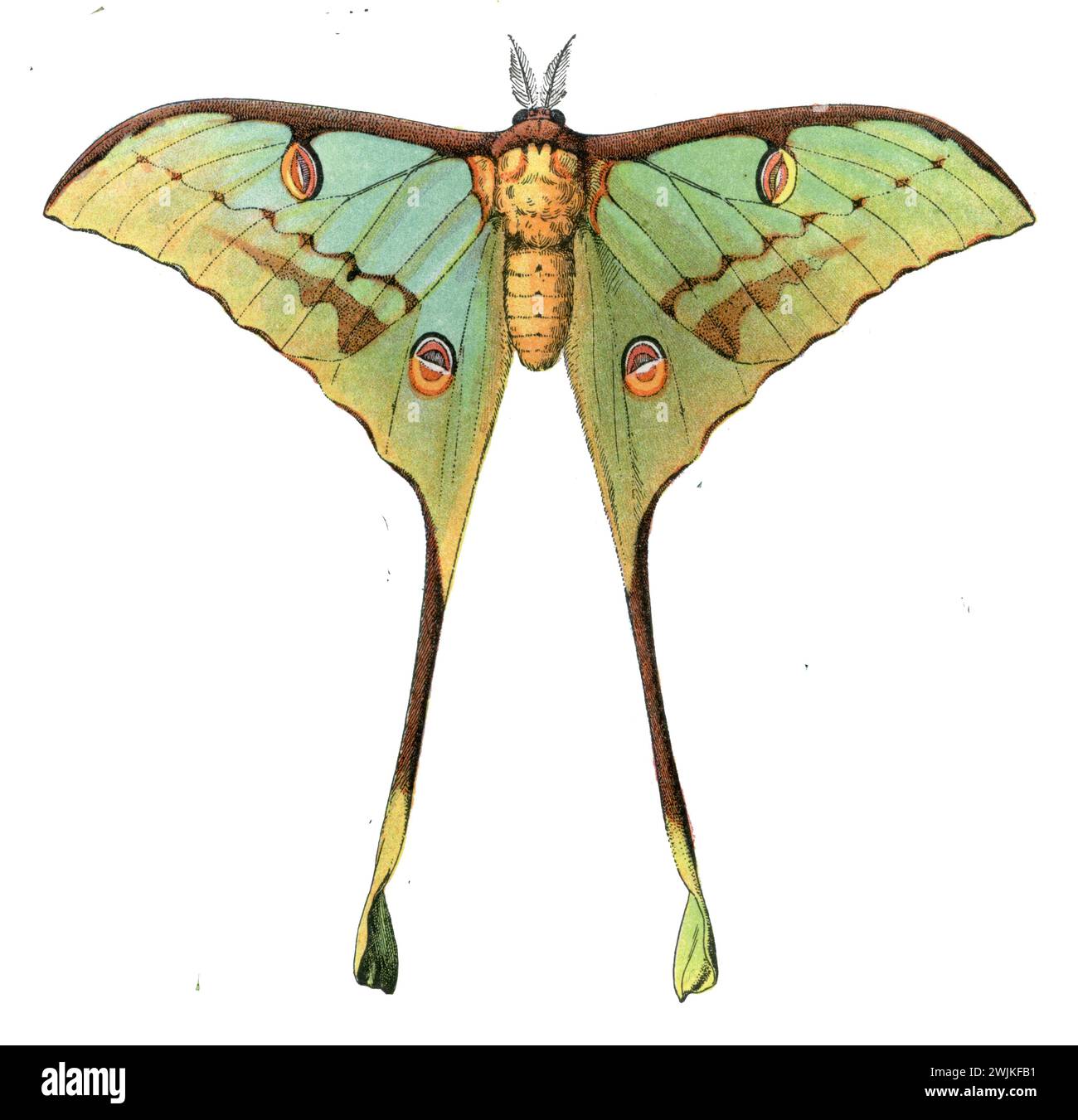 comet moth; Madagascan moon moth Argema mittrei, Millot, Adolphe (1857 ...