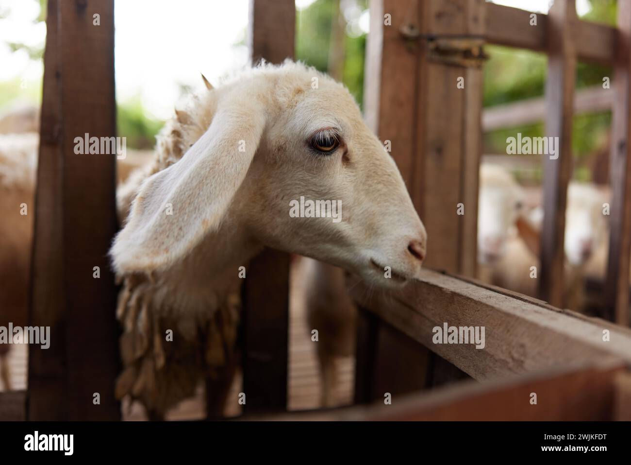 A sheep looking over a fence at a group of other sheep in a fenced in ...