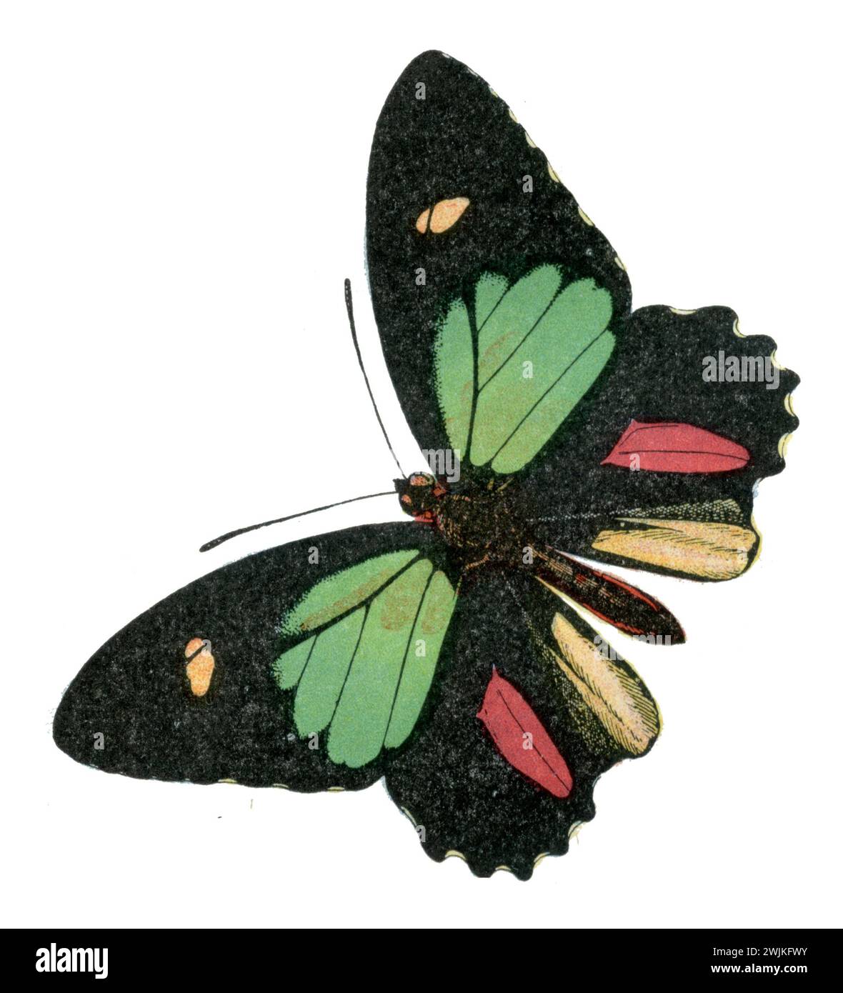 green-celled cattleheart Parides childrenae, Millot, Adolphe (1857-1921 ...