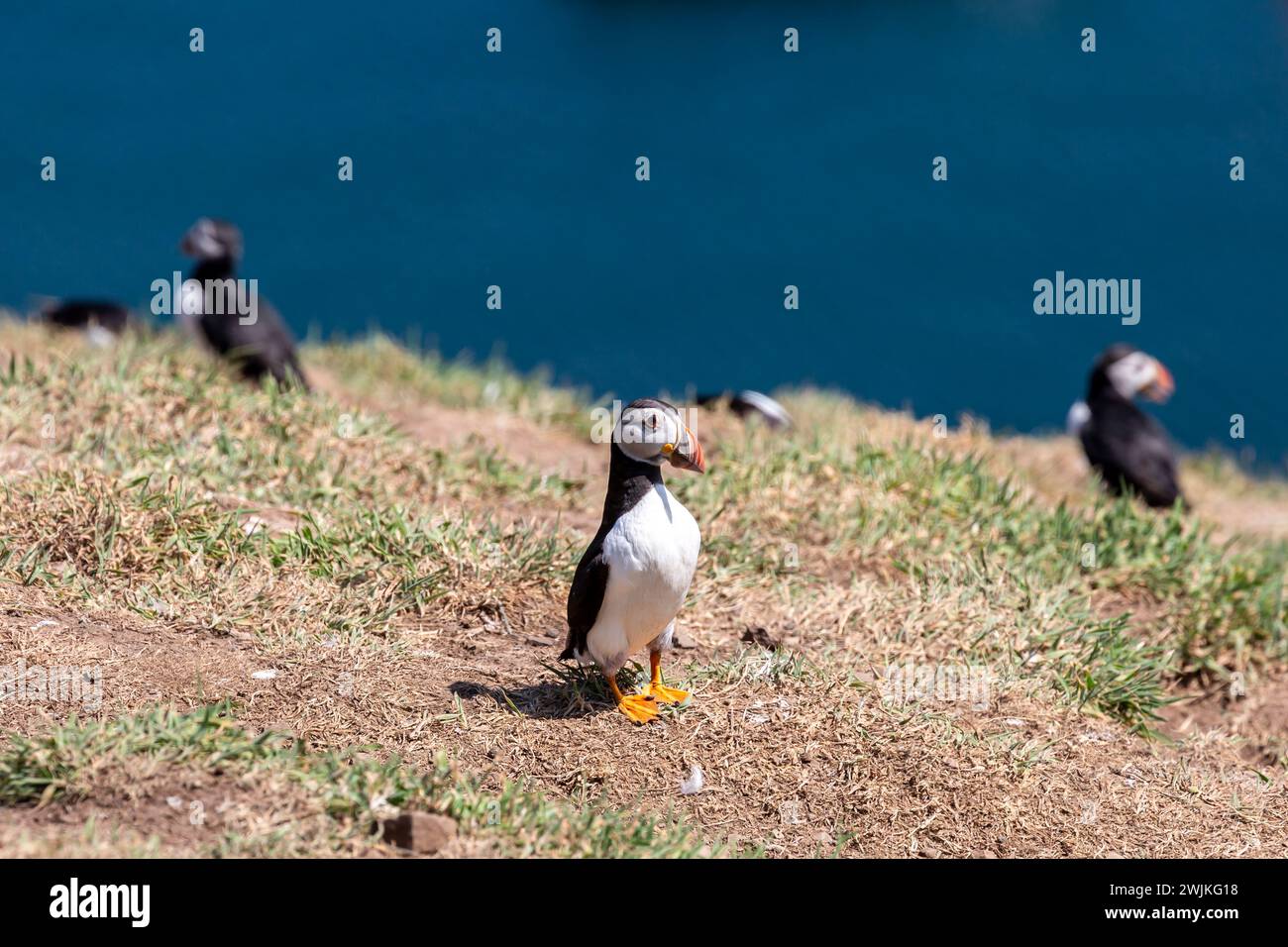 An Atlantic Puffin on Skomer Island, on a sunny July day, with a ...