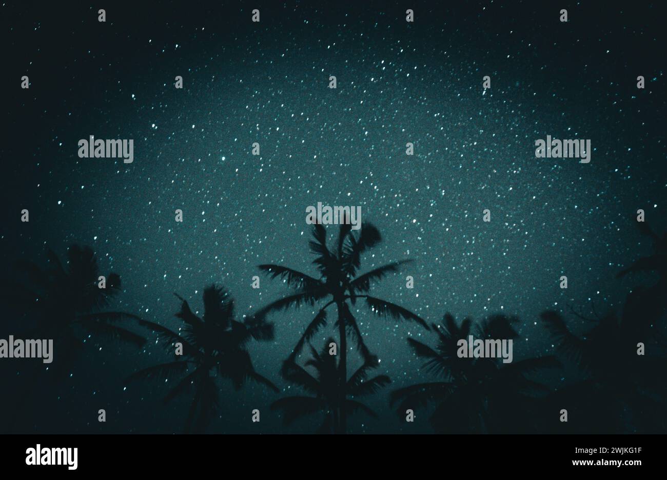 A Night sky with stars above coconut trees Stock Photo - Alamy