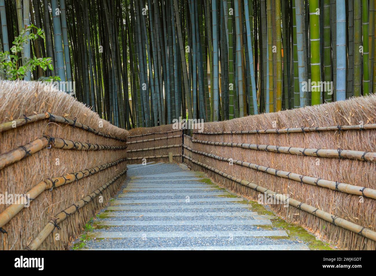 A Bamboo Grove at Adashino Nenbutsuji Temple in Kyoto, Japan Stock ...